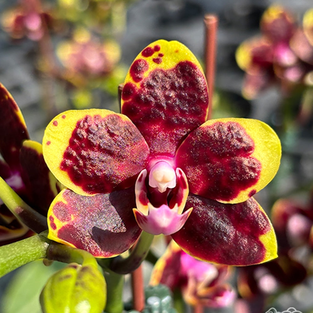 Phalaenopsis Miki Book Boy – Secret Garden Plant Shop