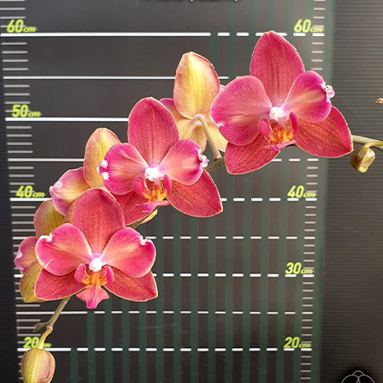 Phalaenopsis Miki Orange Sunset (peloric)