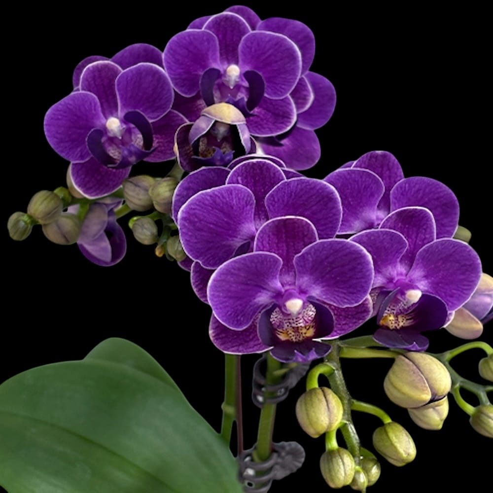 Phalaenopsis Reyoung Ultra Violet