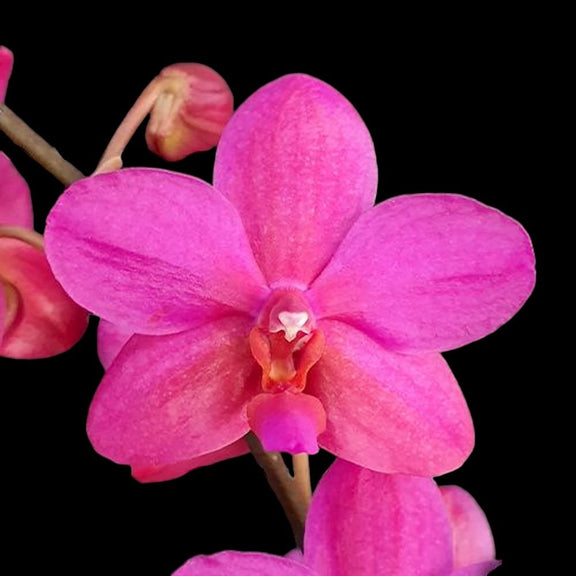 Phalaenopsis Buddha's Treasure '3385'