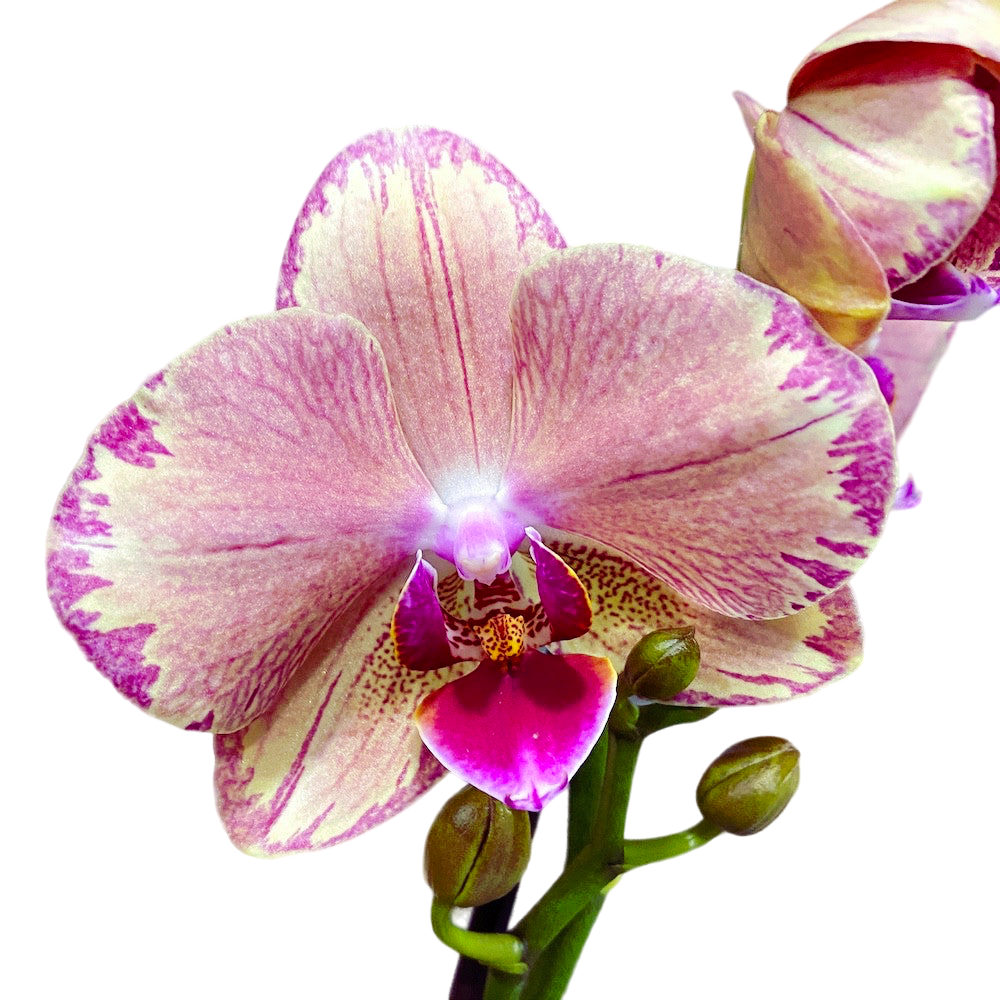 Phalaenopsis Pirate Picotee – Floraria Secret Garden (SG)