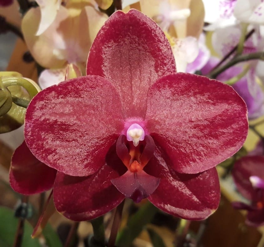 Phalaenopsis Allura 'Shiraz' – Secret Garden Plant Shop