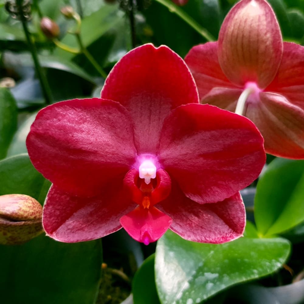 Phalaenopsis Allura 'Shiraz' – Secret Garden Plant Shop