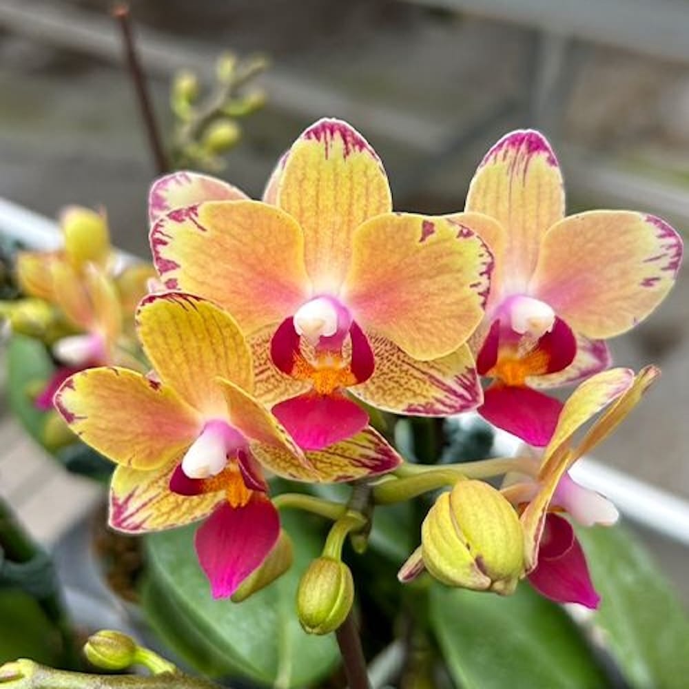 Phalaenopsis Chang Chih Gold × Lioulin Little Berry – Secret Garden ...