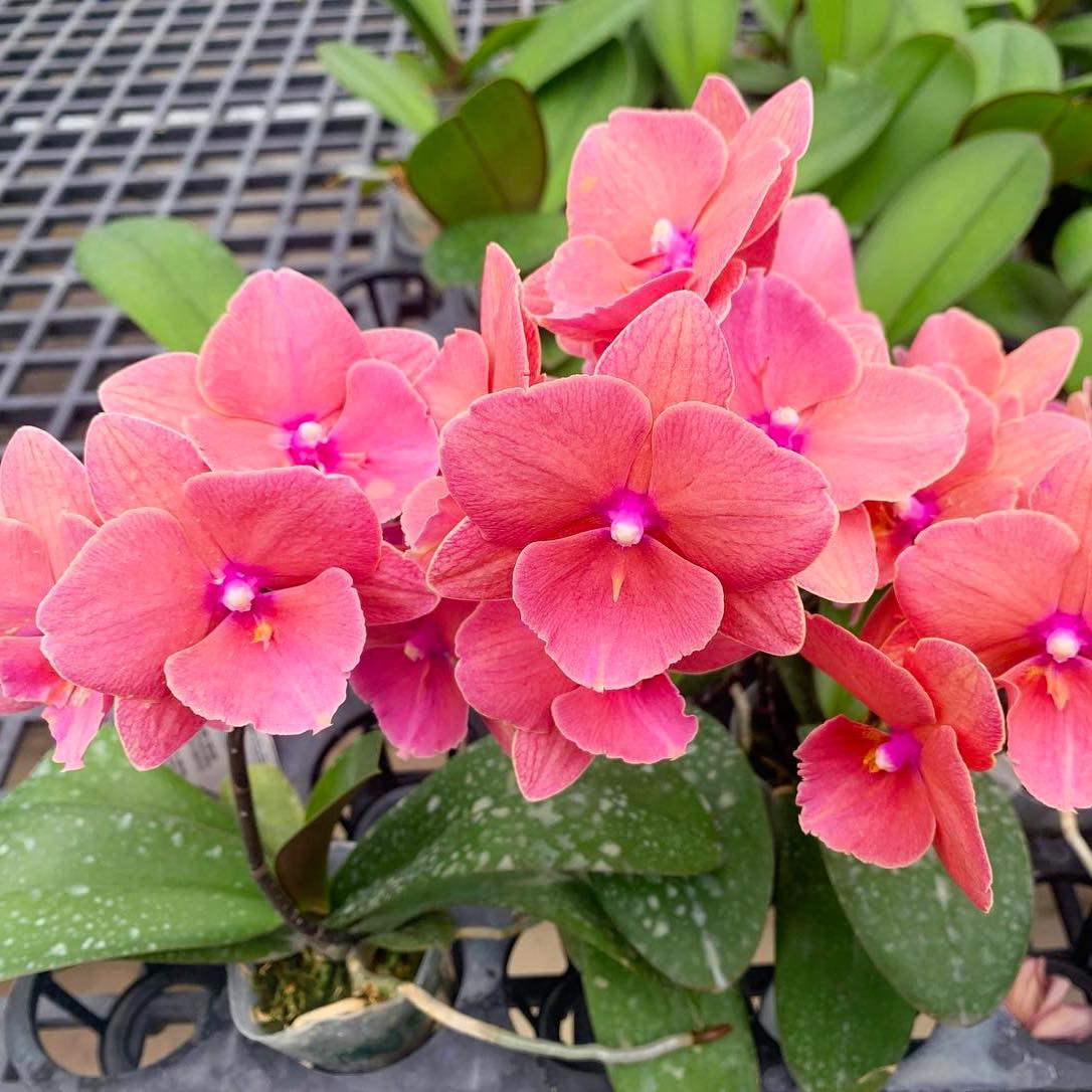 Phalaenopsis Charming Salmon '1320' (Big Lip) – Secret Garden Plant Shop