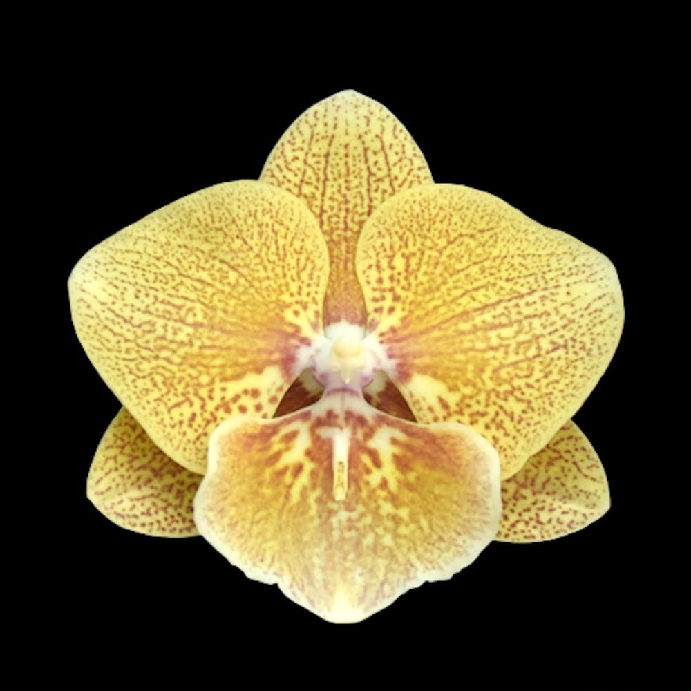 Phalaenopsis Chi Yueh Yellow Chameleon (Big Lip) – Secret Garden Plant Shop
