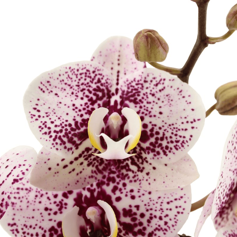 Phalaenopsis Dutch Beauty – Floraria Secret Garden (SG)