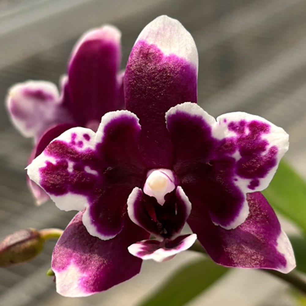 Phalaenopsis Kdares Twinkle (peloric) – Secret Garden Plant Shop