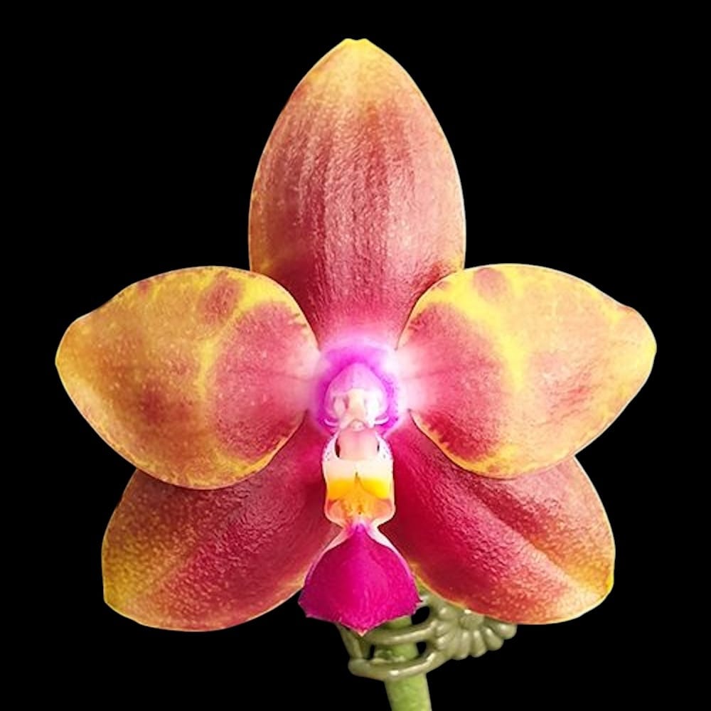 Phalaenopsis Miki Cherry Tree 'Snake' - parfumata – Secret Garden Plant ...