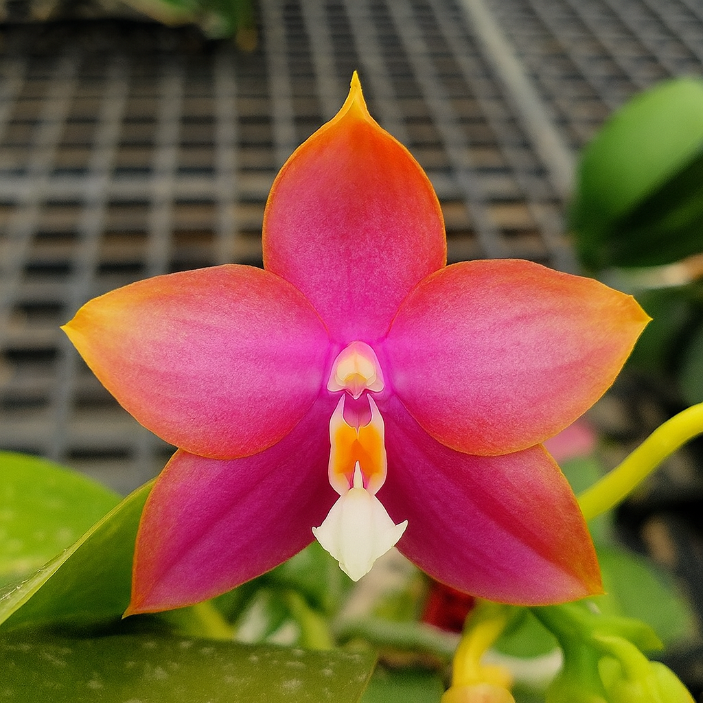 Phalaenopsis Miki Magic 'Peach' - flori parfumate – Secret Garden Plant ...