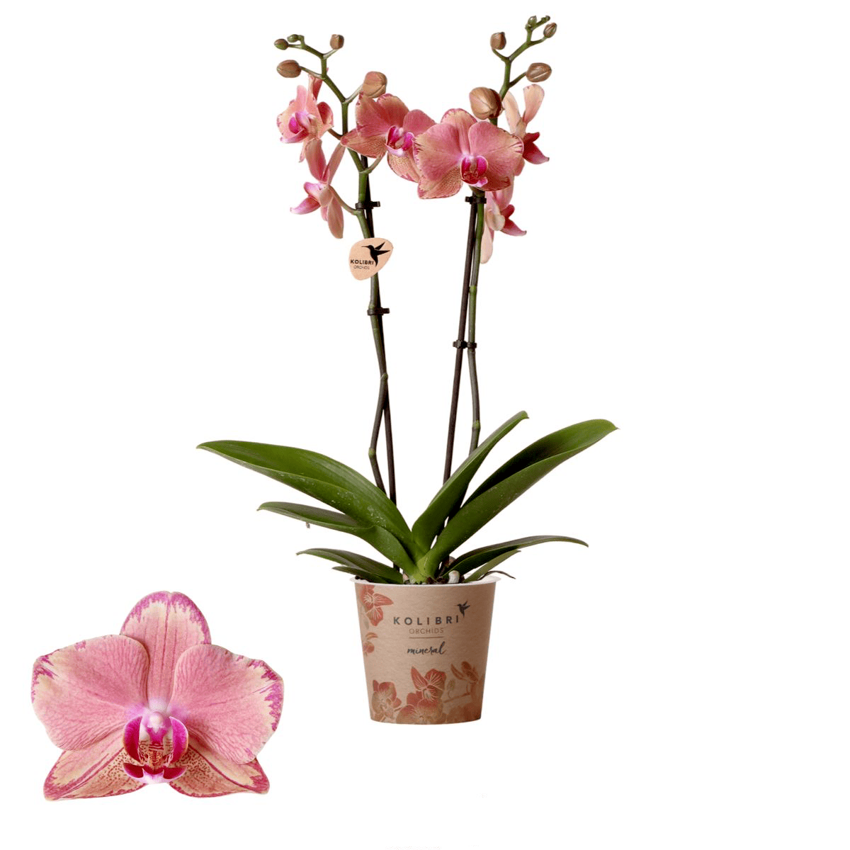 Phalaenopsis Pirate Picotee – Floraria Secret Garden (SG)