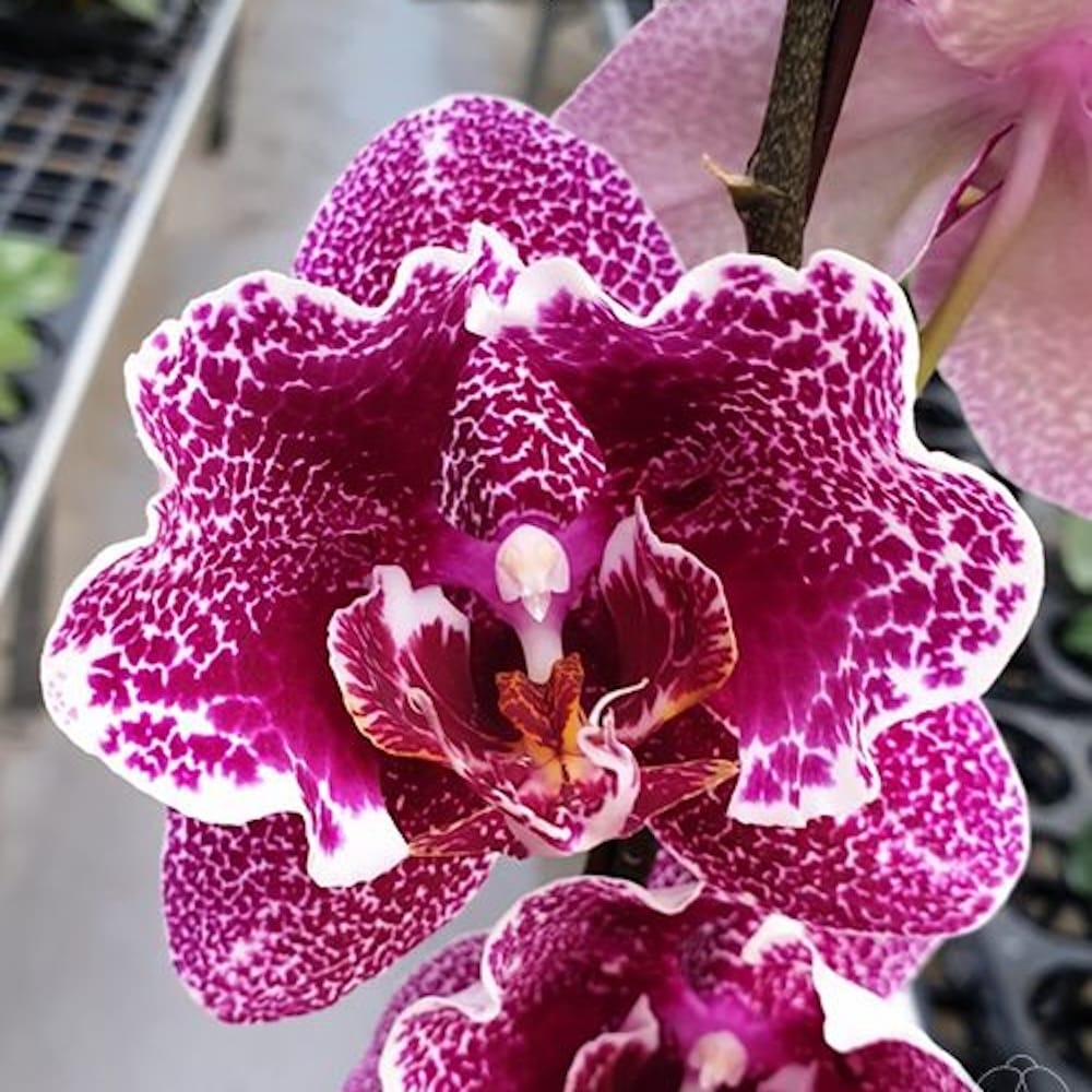 Phalaenopsis Taiwan Leopard (peloric) – Secret Garden Plant Shop