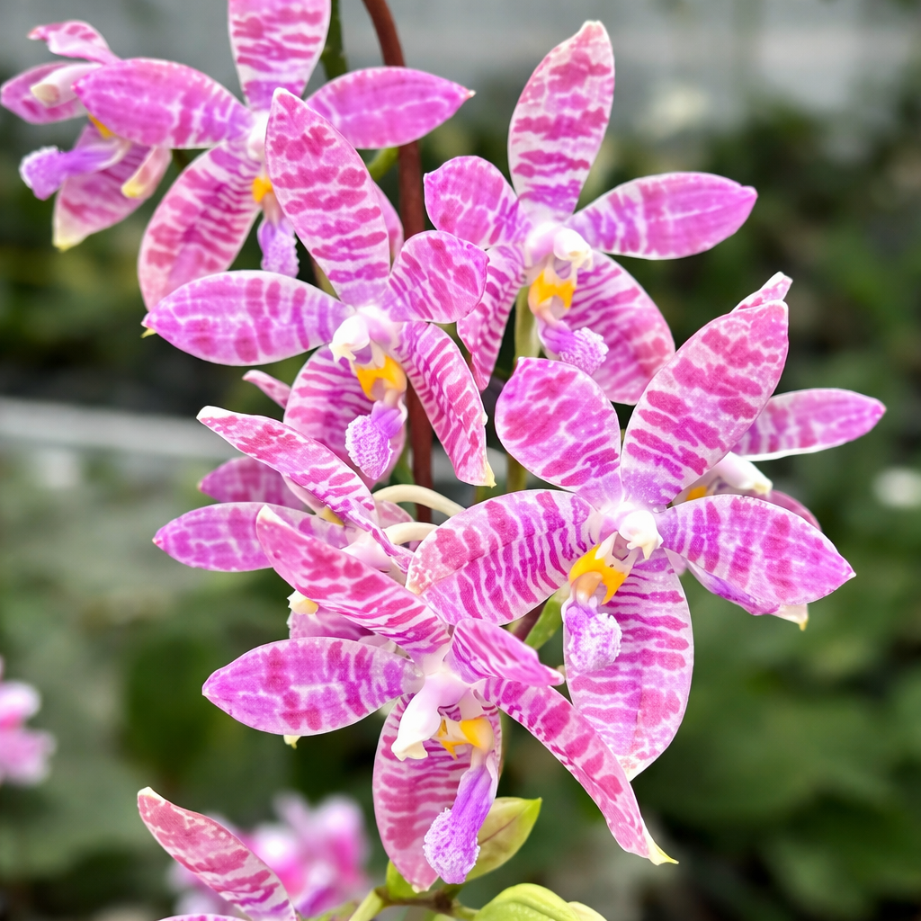 Phalaenopsis Vinh Long Red Sun 'Dragon Tattoo' – Secret Garden Plant Shop