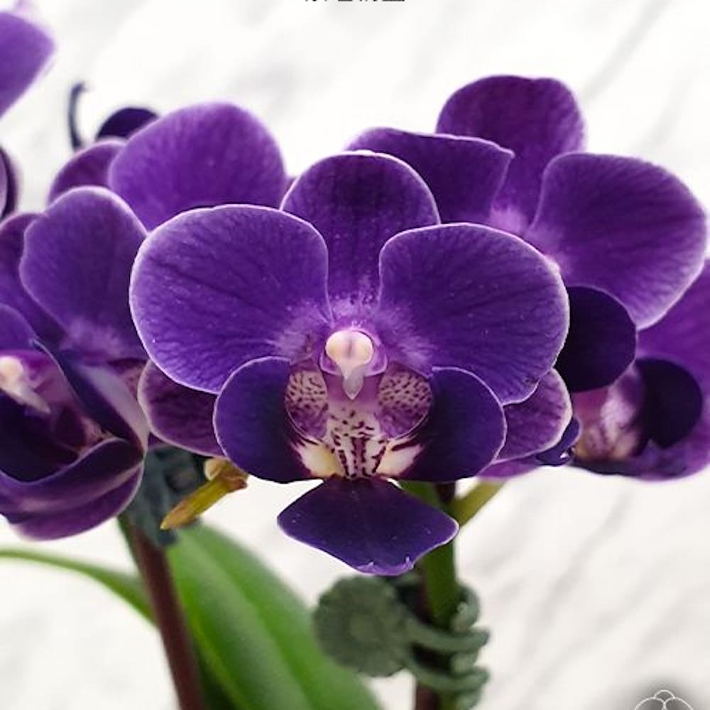 Phalaenopsis Violet Eye – Secret Garden Plant Shop