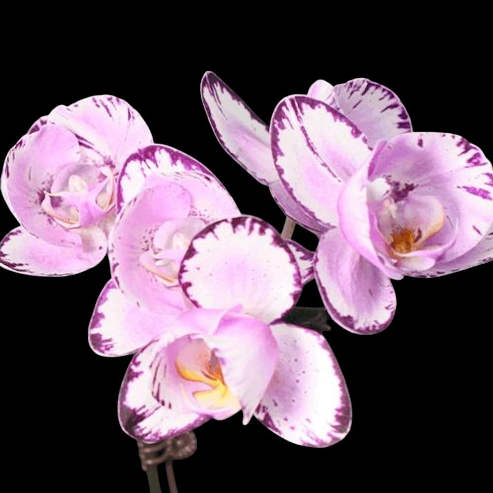 Phalaenopsis Violet Thunder (peloric) – Secret Garden Plant Shop