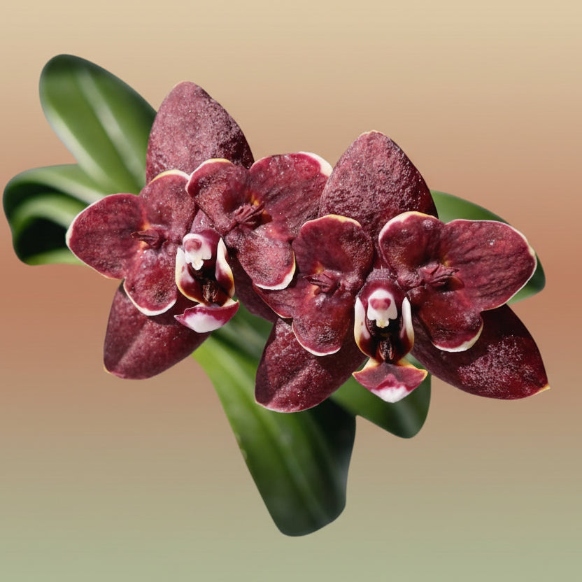 Phalaenopsis (Yaphon Perfume × Taida Pearl) 'ES' (peloric) – Secret ...