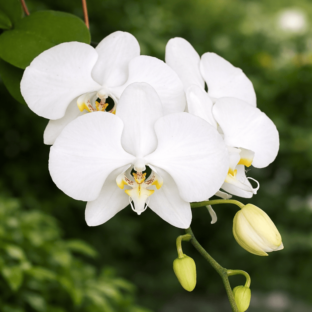 Phalaenopsis amabilis – Secret Garden Plant Shop