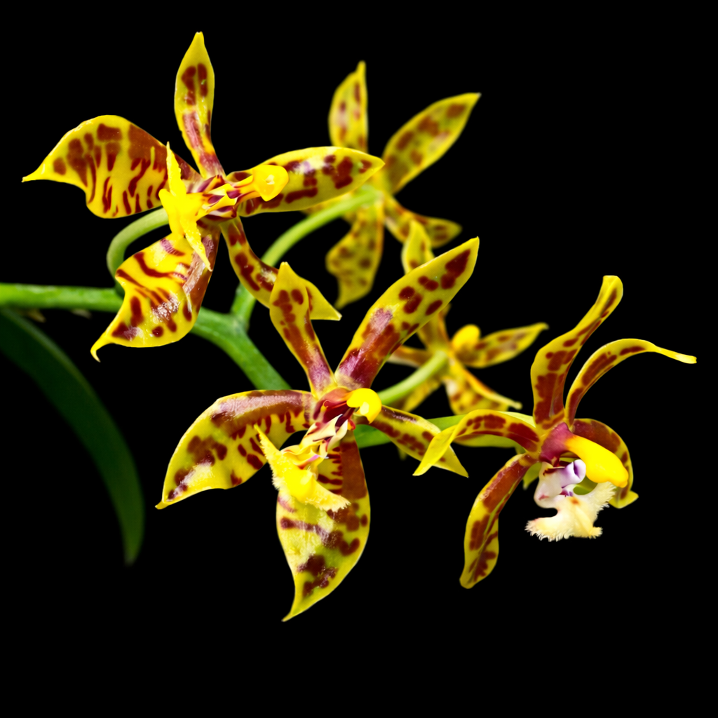 Phalaenopsis mannii – Secret Garden Plant Shop