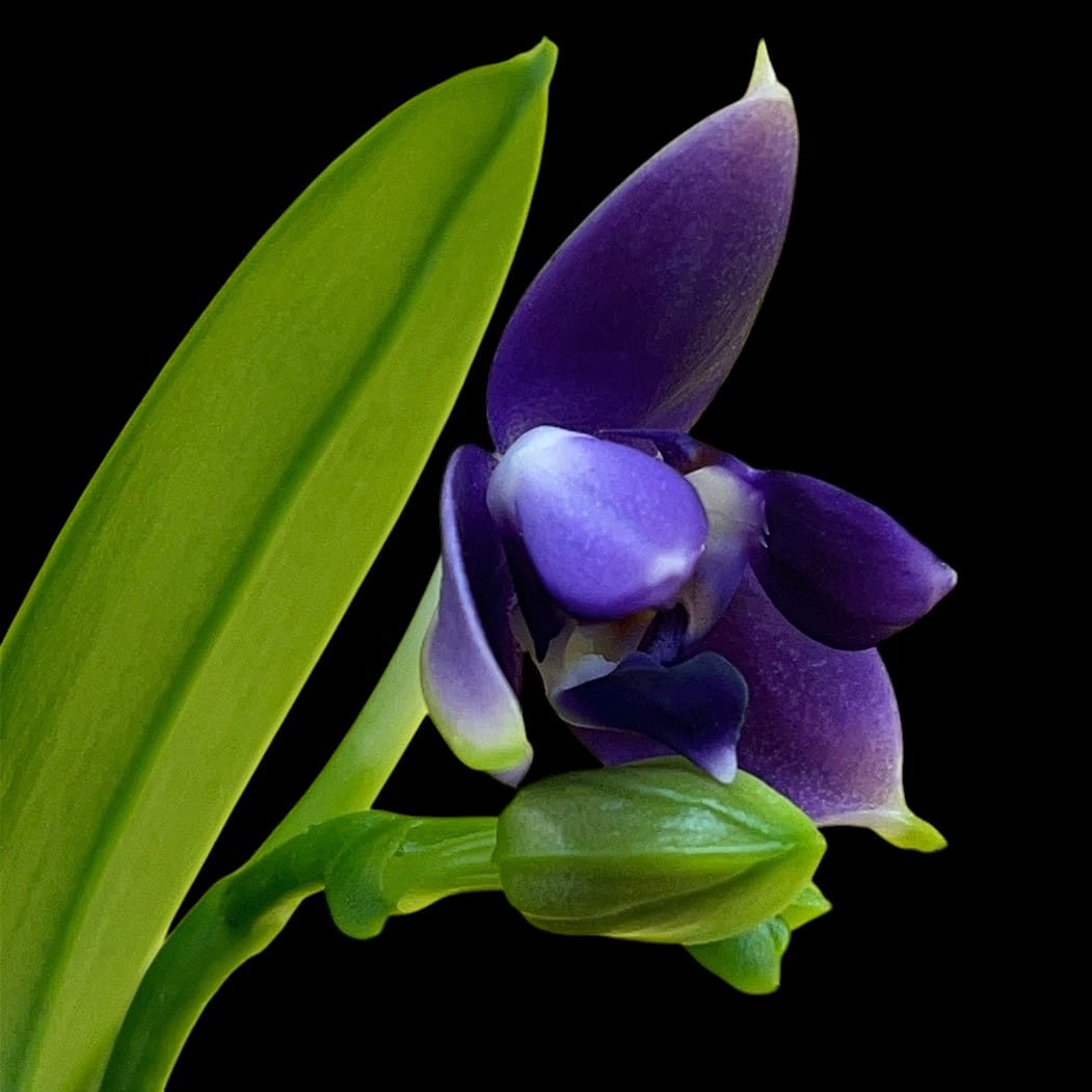 Phalaenopsis violacea var. indigo (peloric - 3-lips) – Secret Garden ...