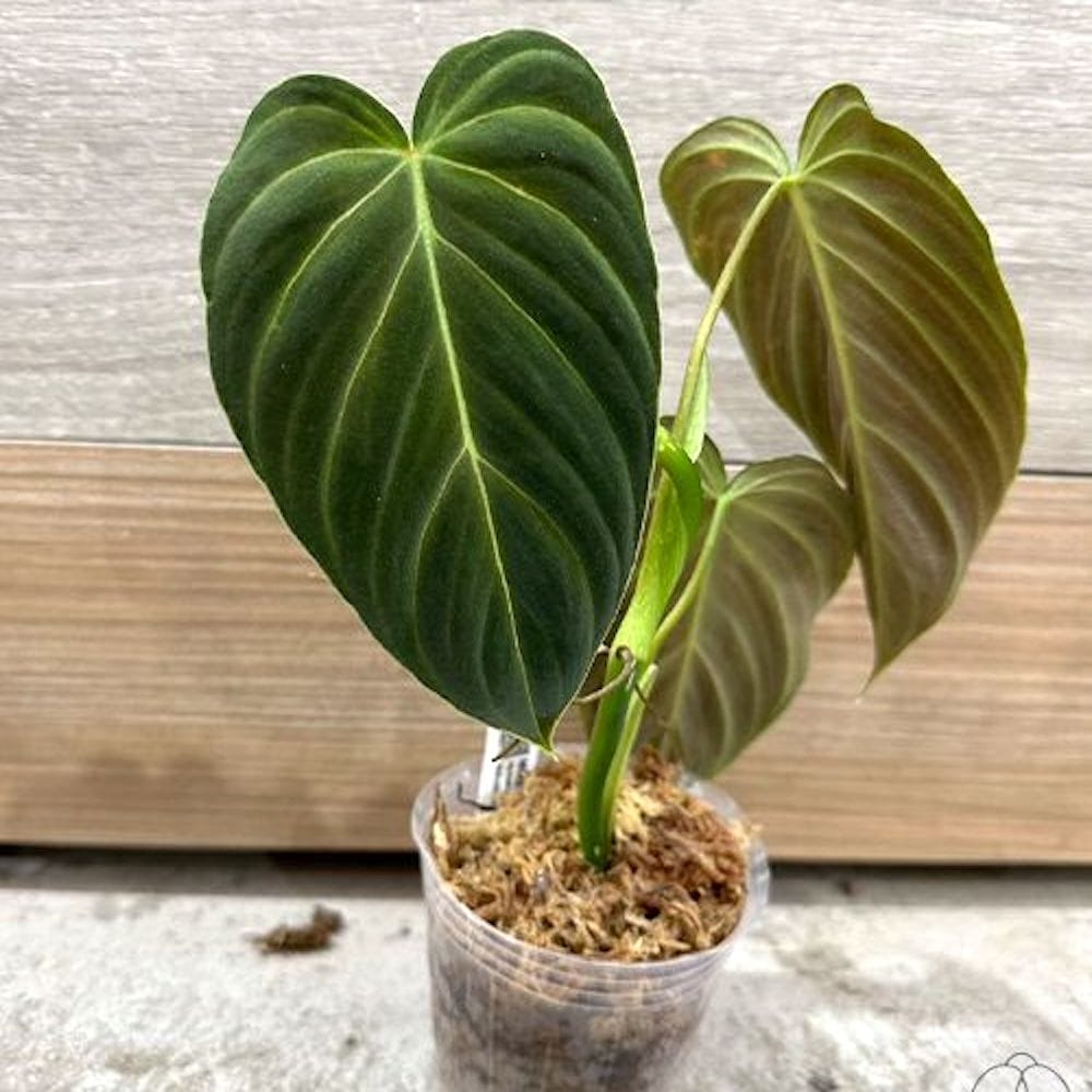 Philodendron Splendid (Verrucosum X Melanochrysum) – Secret Garden ...