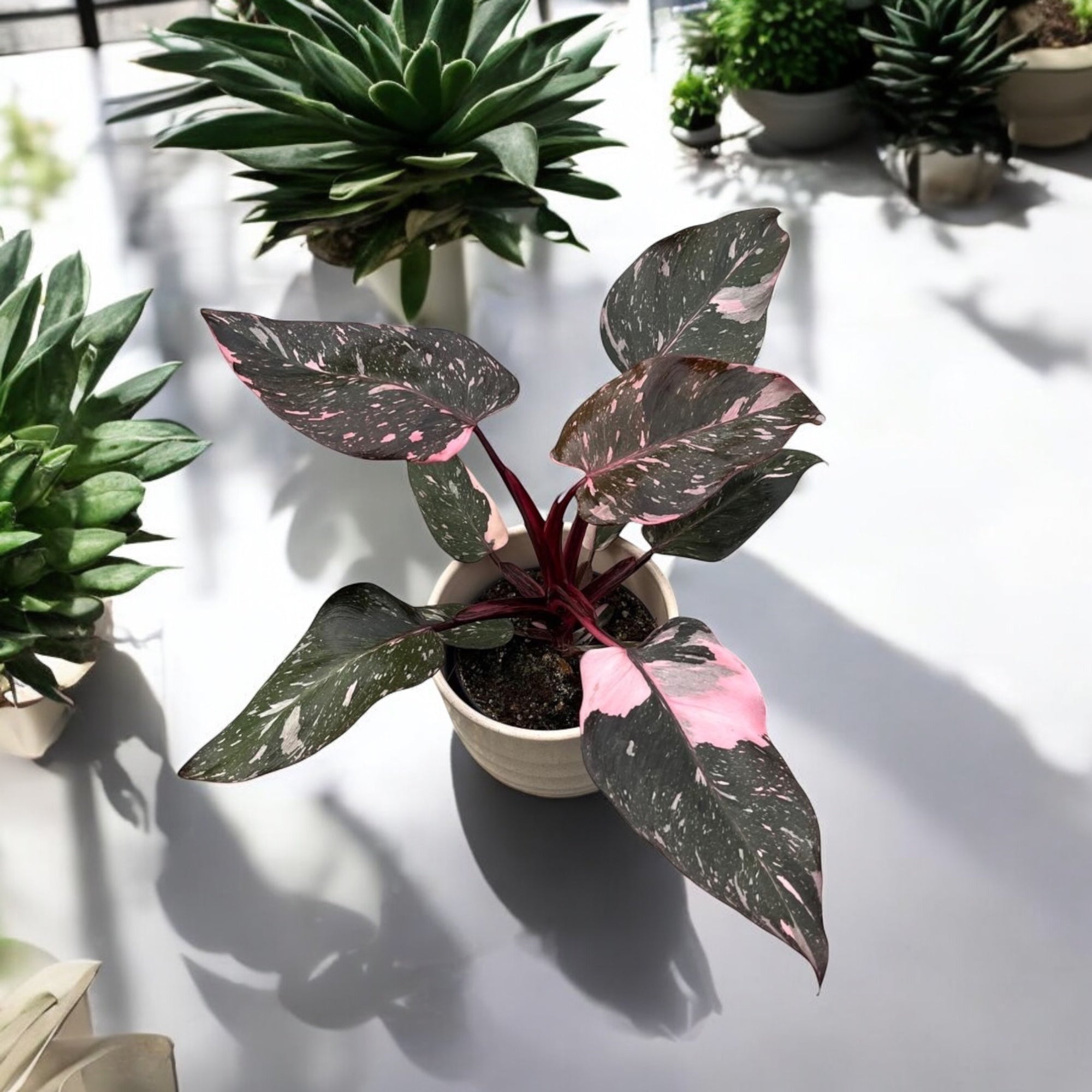 Philodendron 'Pink Princess Marble' (strong variegation) – Floraria ...