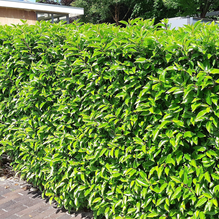 Prunus Lusitanica Angustifolia evergreen prunus-lusitanica-angustifolia-evergreen