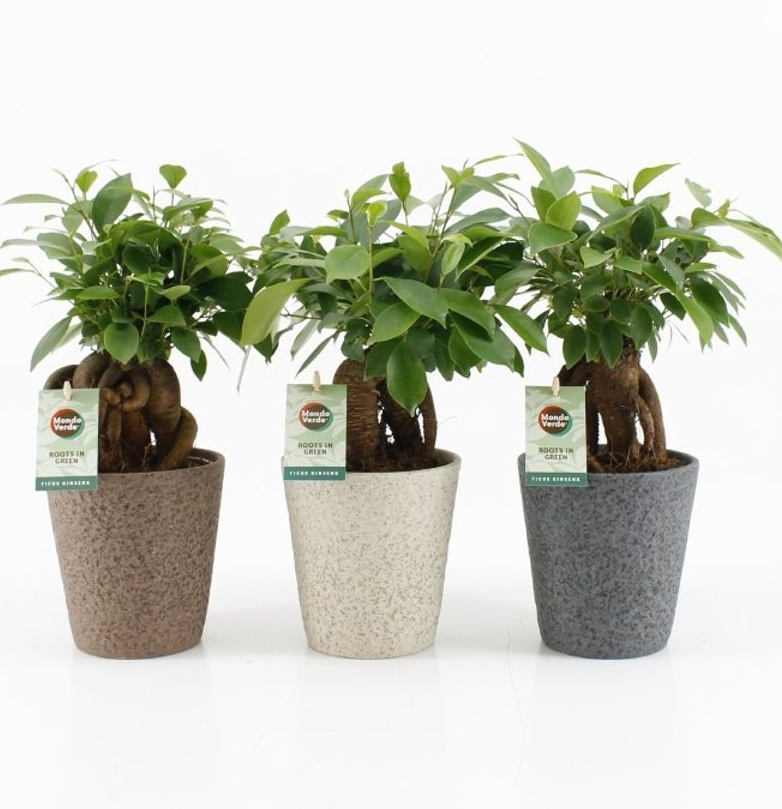 Bonsai - Ficus microcarpa Retusa – Secret Garden Plant Shop