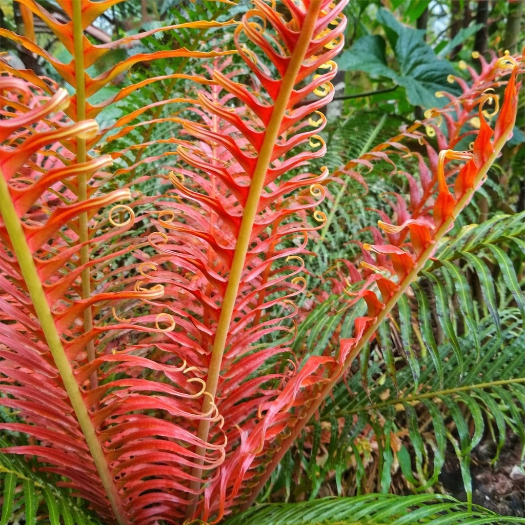 Blechnum brasiliense ‘Volcano’ - feriga braziliana cu frunze rosii ...