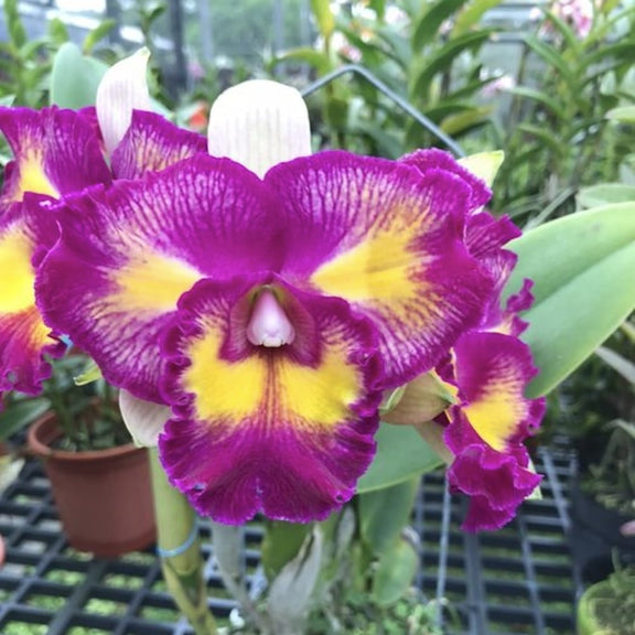 Rlc. Rainbow Orient 'Leo' parfumata