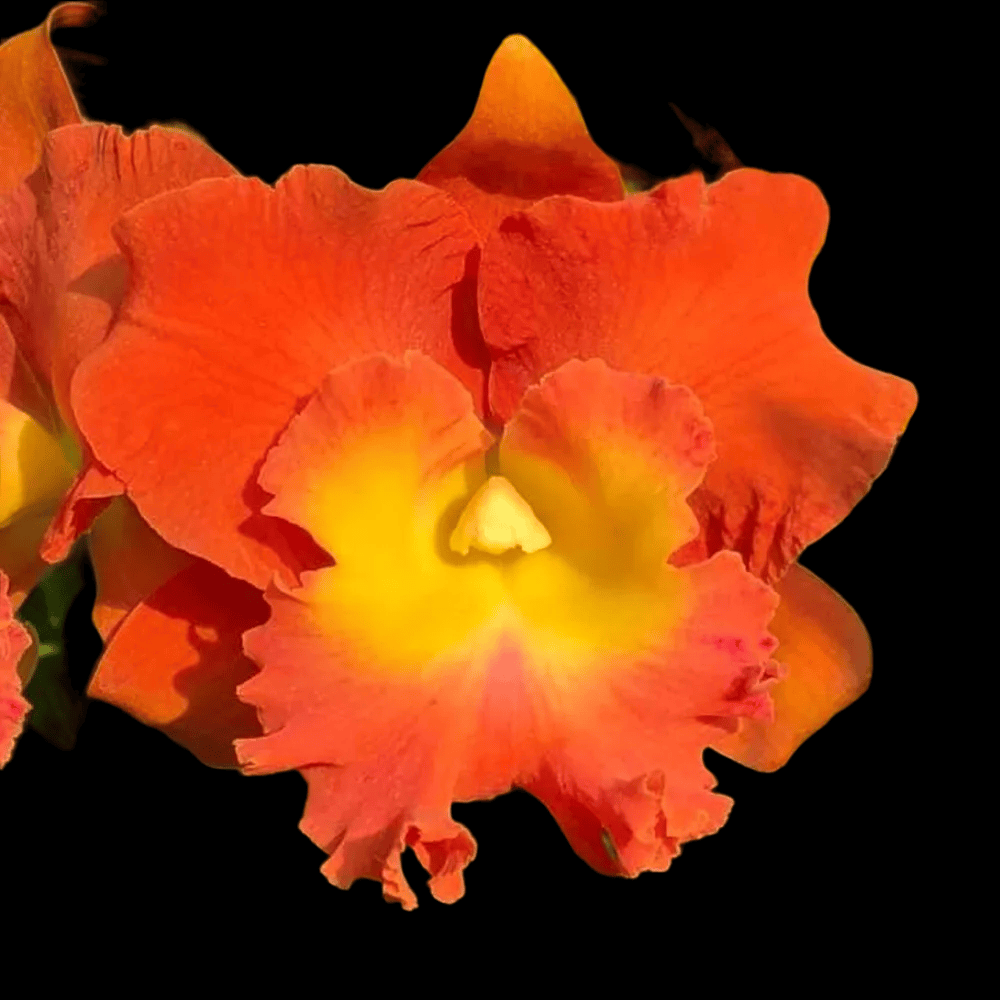 Rlc. Star of Siam 'Pumpkin' parfumata – Secret Garden Plant Shop