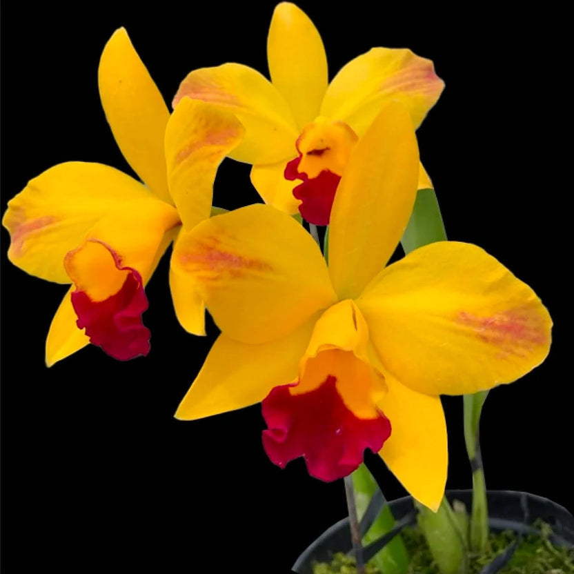 Rlc. Hsinying Sunbeam 'Juliets' - flori parfumate – Secret Garden Plant ...