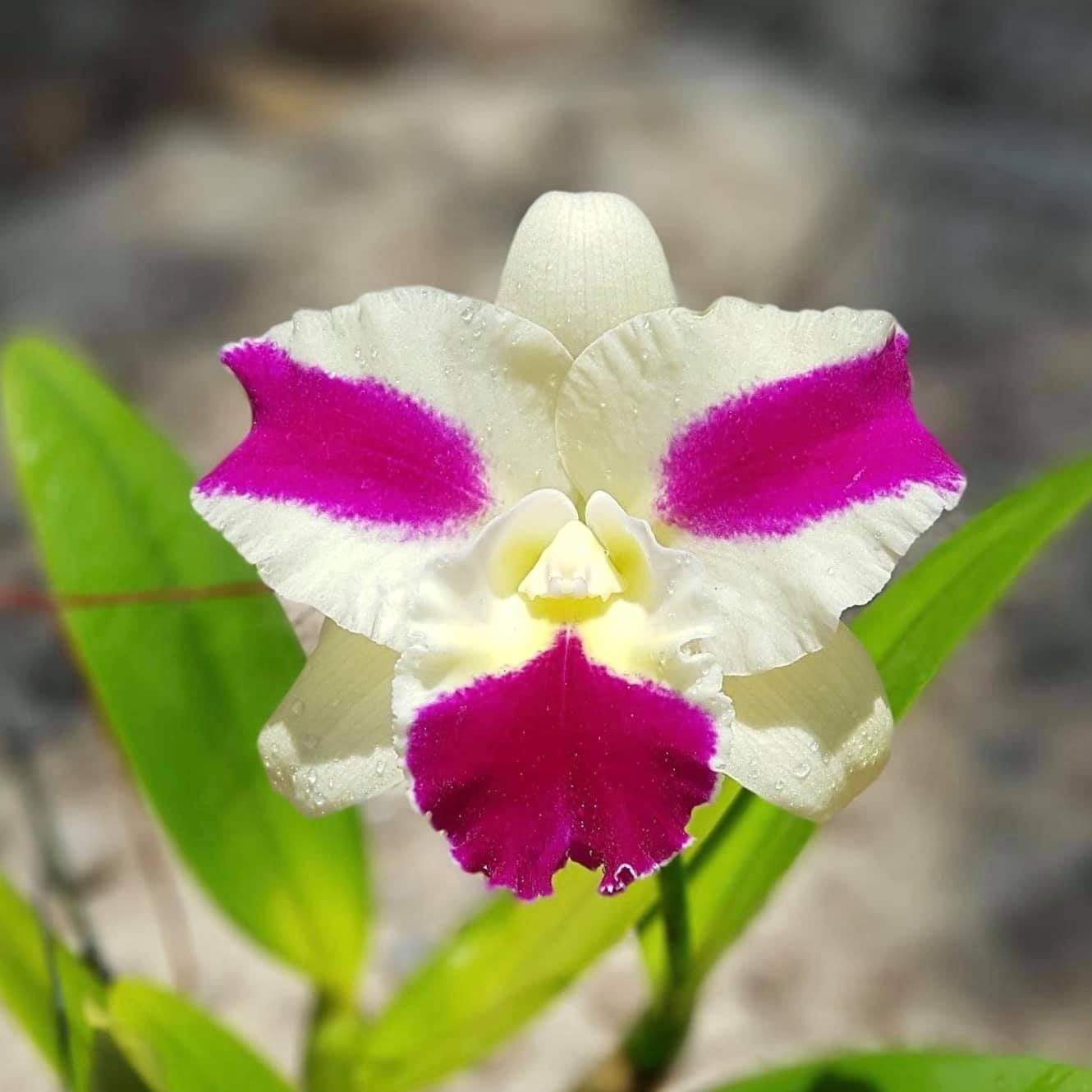 Rlc. Fong Yuan Beauty 'Red Eyebrows' - parfumat – Secret Garden Plant Shop