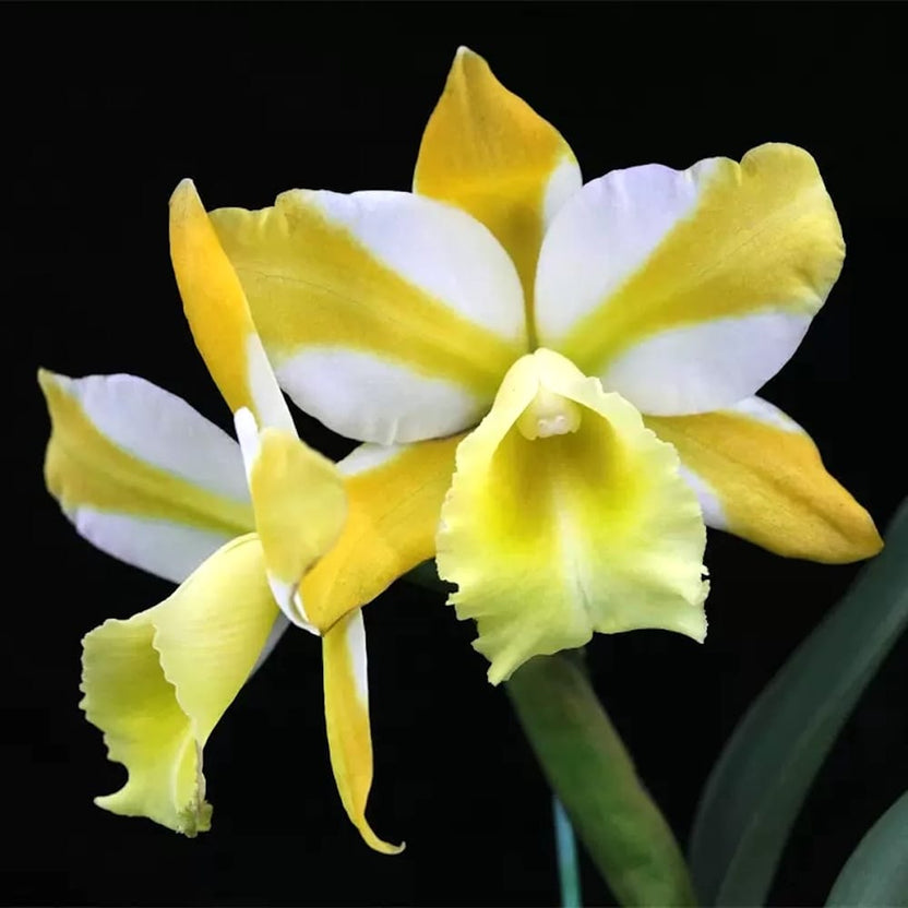 Rlc. Hua Young Gold 'Pretty' BM/TIOS - parfumata – Secret Garden Plant Shop