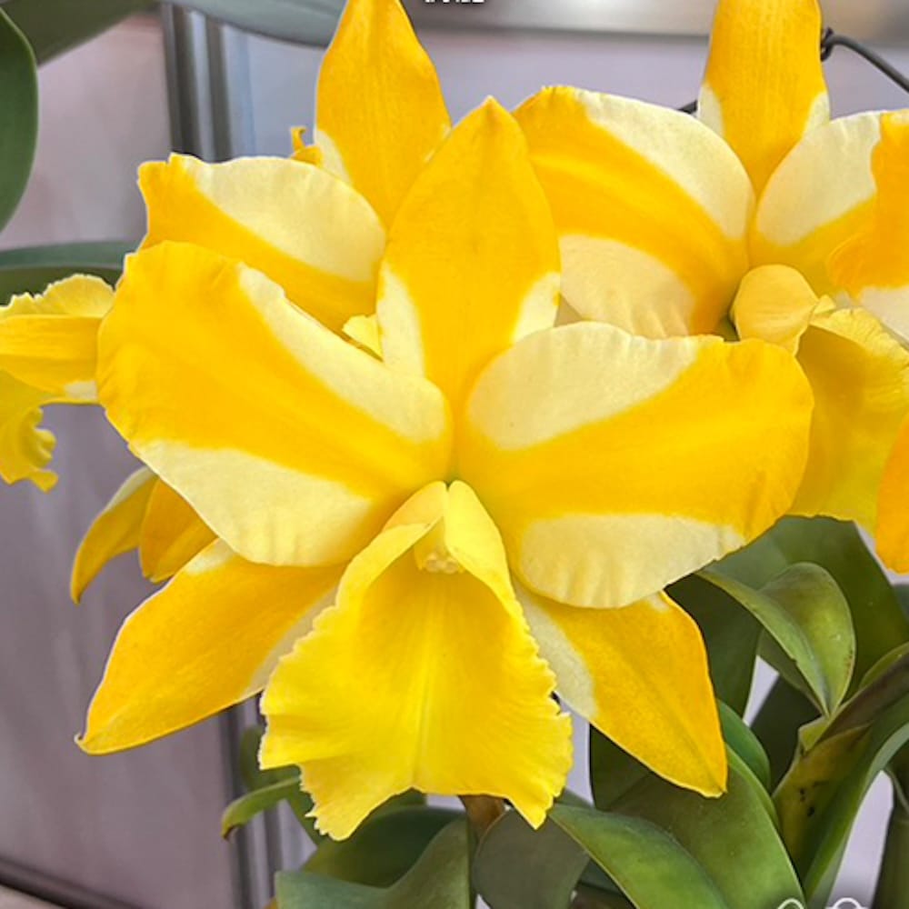 Rlc. Hua Young Gold 'Pretty' BM/TIOS - parfumata – Secret Garden Plant Shop