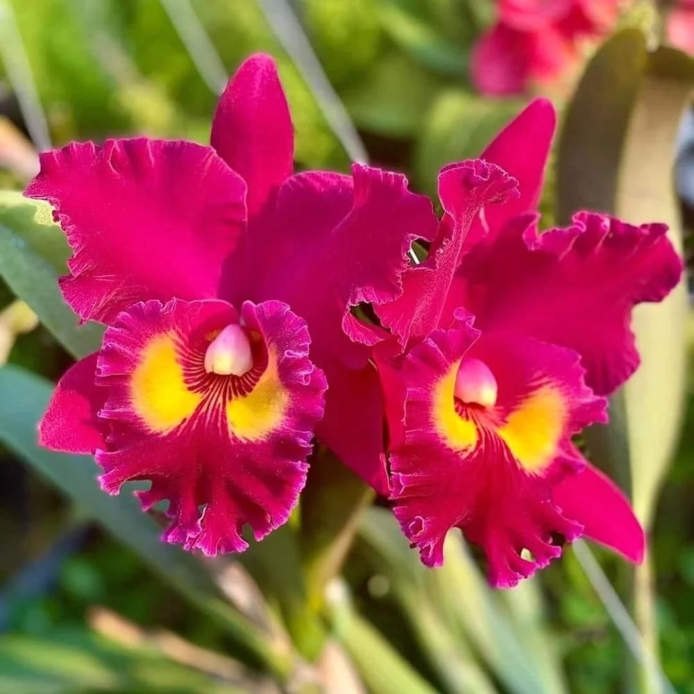 Rlc. Sanyung Ruby 'Dawang' - parfumée – Secret Garden Plant Shop