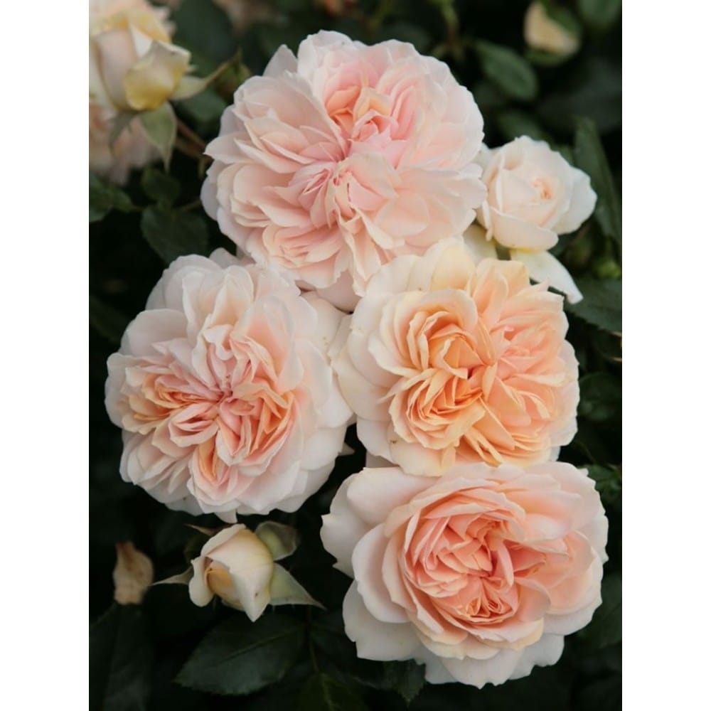 Rosa 'Cream Flower Circus'® - Trandafir floribunda parfumat