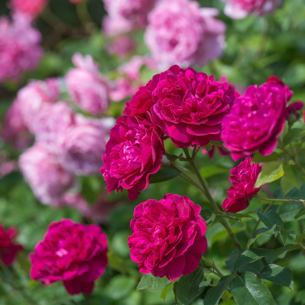 Rosa 'Darcey Bussell'® - English Rose, David Austin – Floraria Secret ...