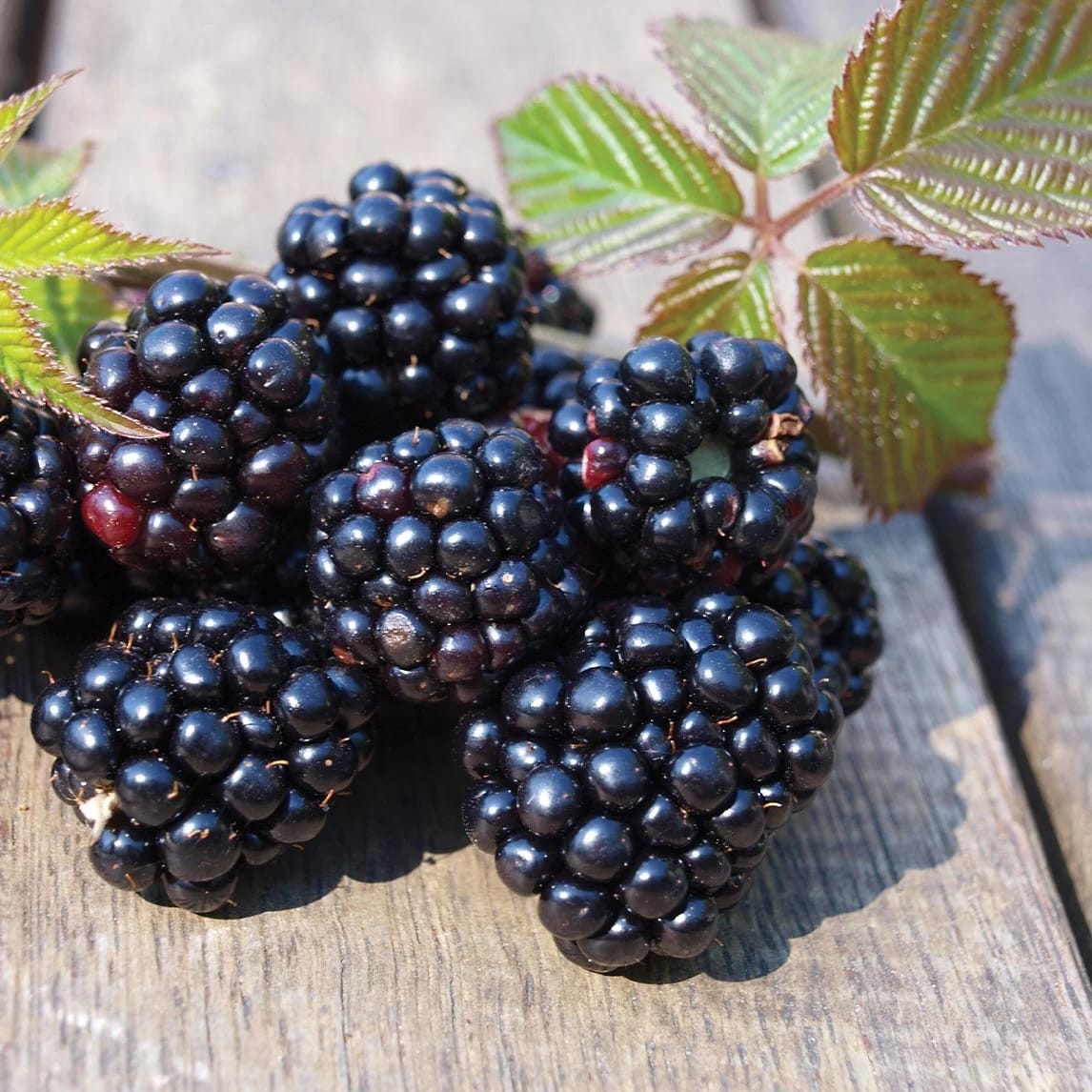 Mur productiv fara spini - Rubus fruticosus 'Chester' – Secret Garden ...