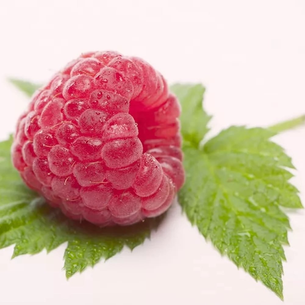 Zmeur remontant aromat si productiv - Rubus idaeus 'Himbo Top' – Secret ...