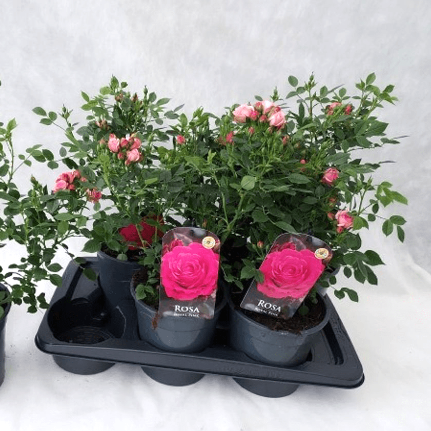 Rosa ‘Royal Pink’® - Trandafir floribunda, abundenta de flori roz