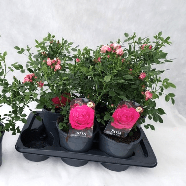 Rosa ‘Royal Pink’® - Trandafir floribunda, abundenta de flori roz ...
