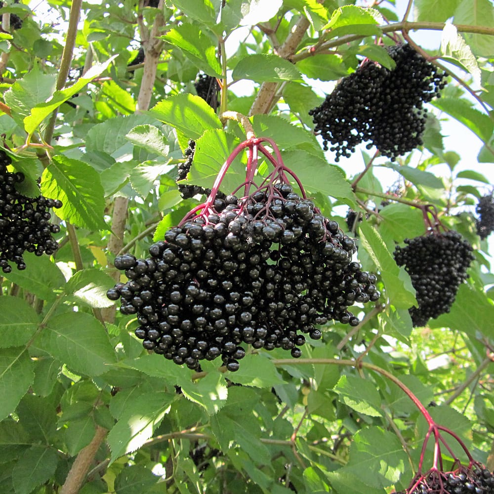 Soc negru productiv - Sambucus nigra 'Haschberg' D17