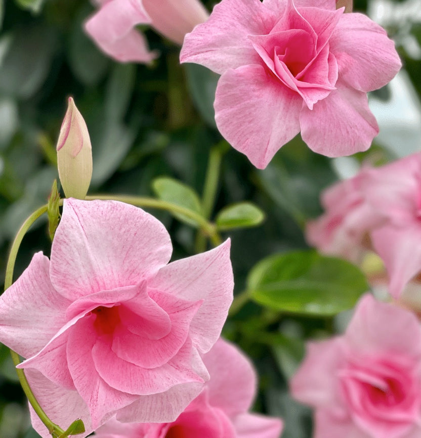 Mandevilla Sundaville® Double Blush Pink (flori duble, parfumate ...