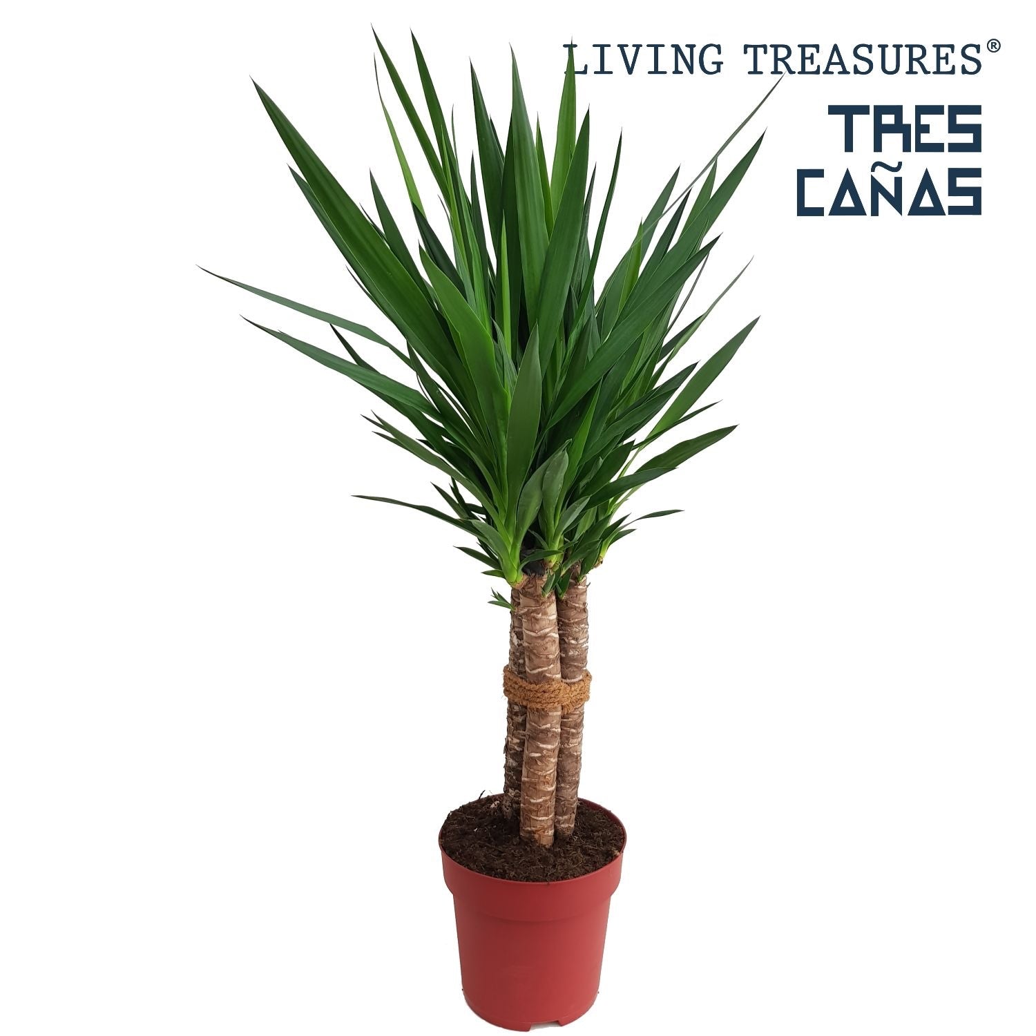 Yucca ‘Tres Canas’ – planta de interior cu trei tulpini, aspect arhite ...