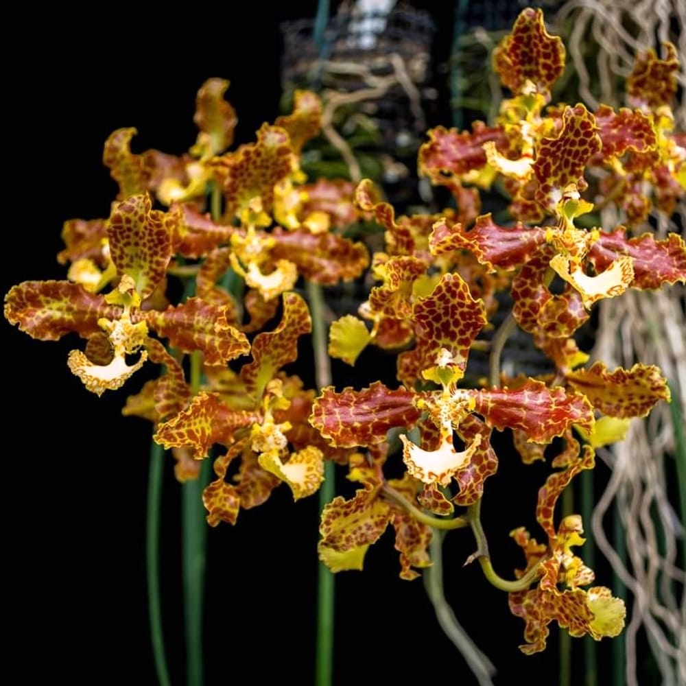 Trichocentrum stacyi – Secret Garden Plant Shop