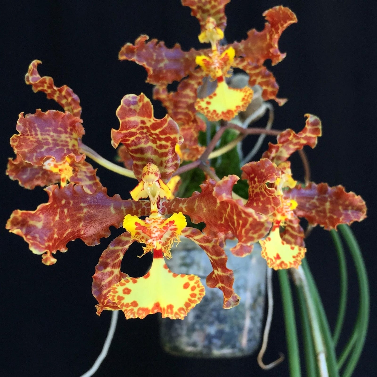 Trichocentrum stacyi – Secret Garden Plant Shop