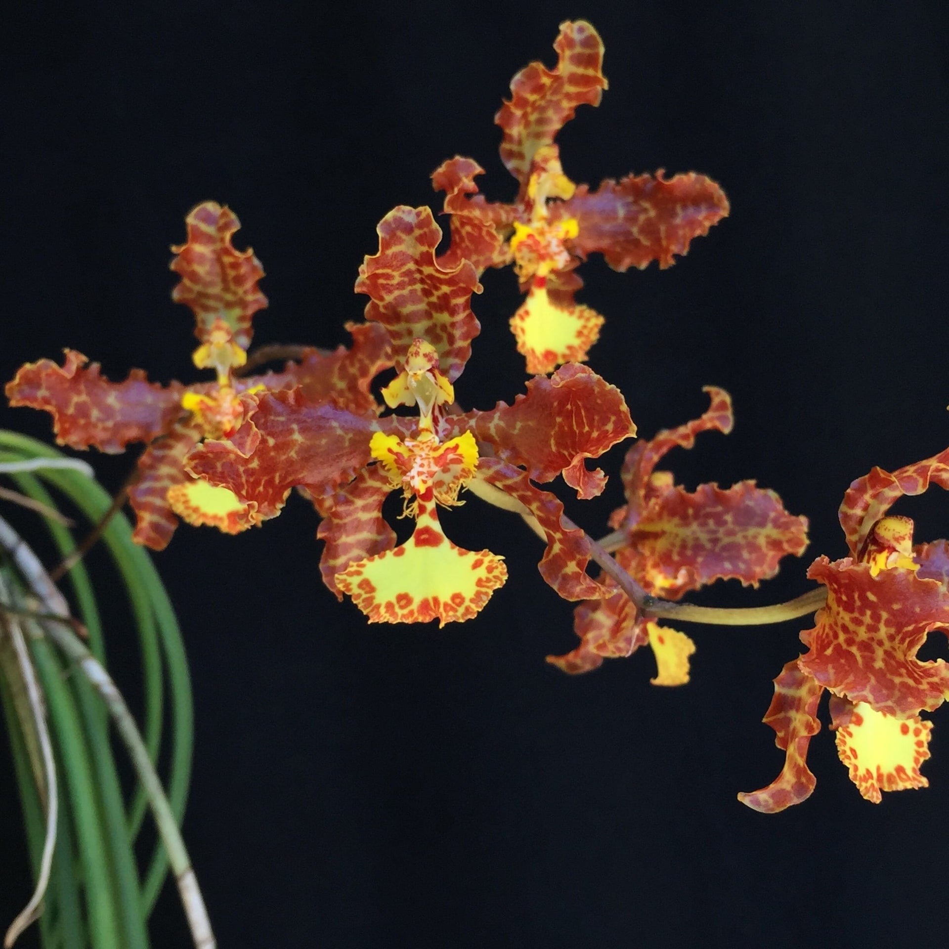 Trichocentrum stacyi – Secret Garden Plant Shop