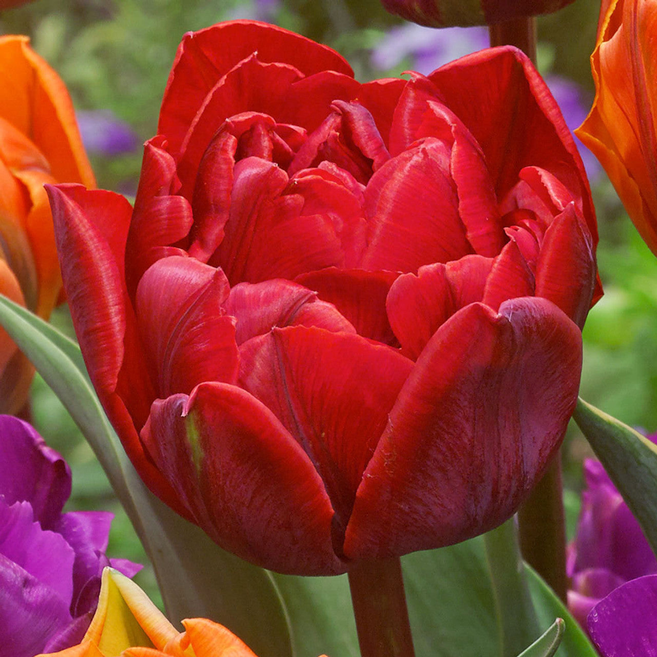 Bulbos de tulipán con flor doble roja - Tulipa 'Red Princess' – Secret ...