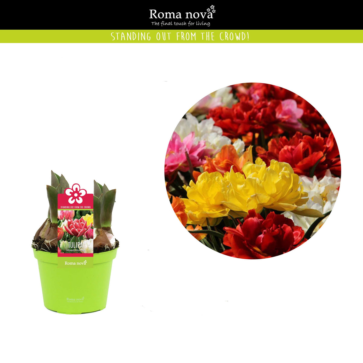 Bulbos de tulipán con flor doble (mezcla en maceta) - Tulipanes 'Muril ...