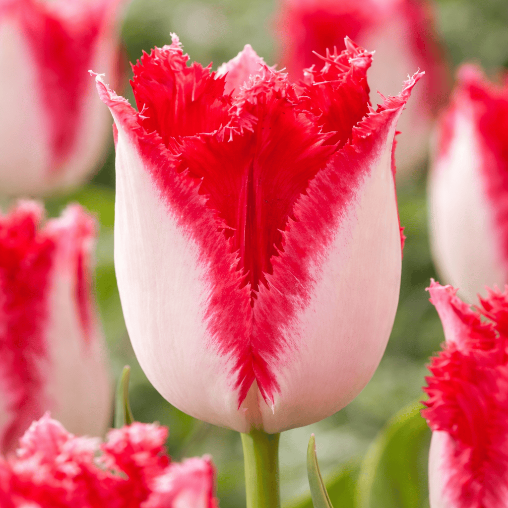 Bulbi de lalele bicolore cu margini franjurate - Tulipa 'Sweet Paradis ...